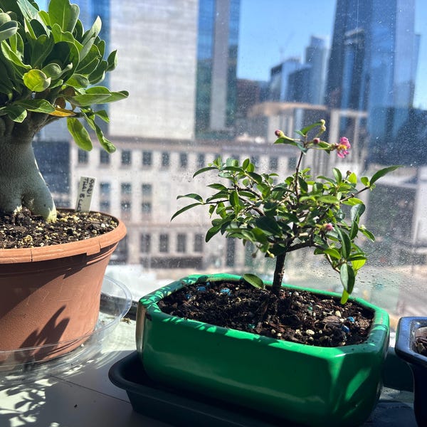 Brazilian Raintree Bonsai in 10-inch Forest Pot - Etsy
