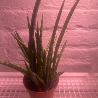 Sansevieria Cylindrica Straight 4 Inch Dragon Fingers Snake Plant Air ...