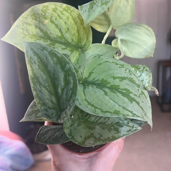 Silver Lady Pothos - Scindapsus Silver Lady - Silver Pothos Plant ...
