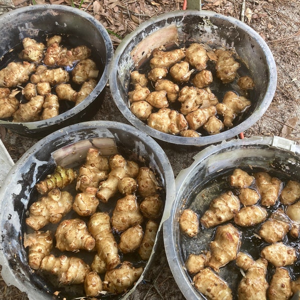 3 Organic Peruvian Ginger Rhizomes for Planting. Bulbs Will Arrive Pre ...