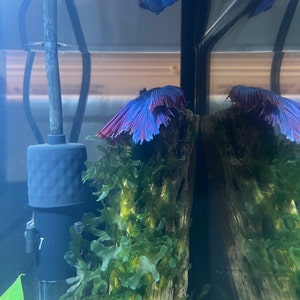 X2 Subwassertang Moss on Cholla Wood Shrimp Hideout & Betta Aquarium ...