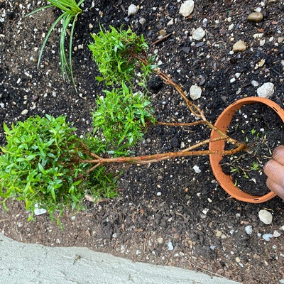 Scented Geranium Topiary Braid or Twist in a 6 Pot - Etsy
