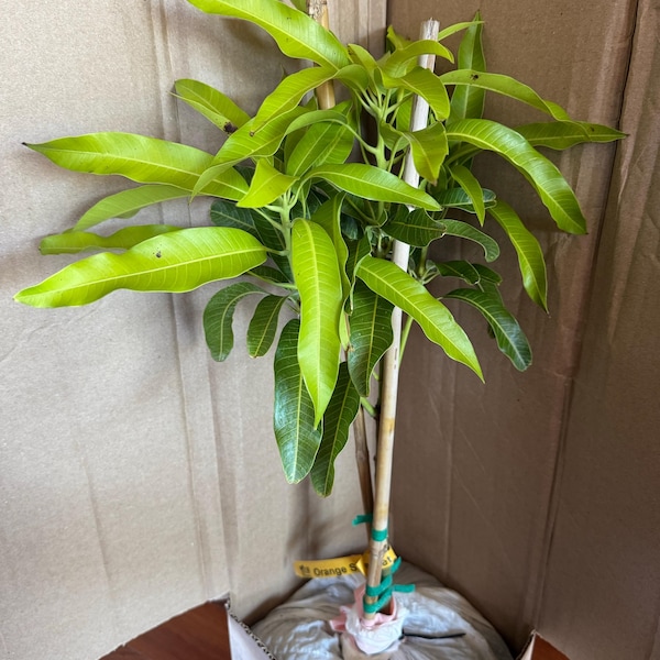 Glenn Mango Tree Cold Hardy GRAFTED 2-4 Ft Tall.ship to CA&PR. Actual ...