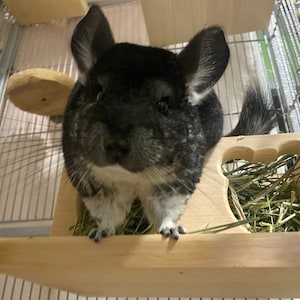 Chinchilla Hut Hideout House Free Standing House for Chinchilla Kiln ...