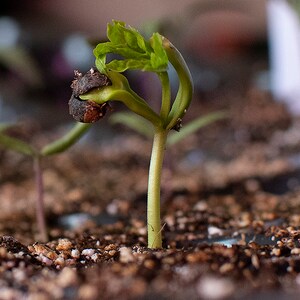 Northern Red Ash Tree Seeds Fraxinus pennsylvanica 30Seeds | Etsy