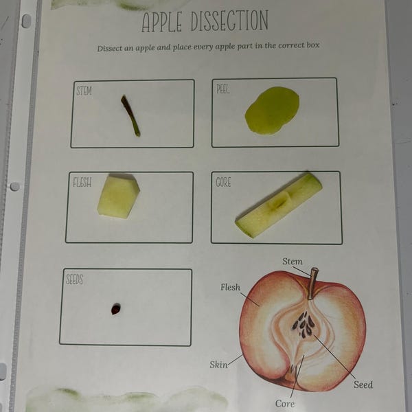 APPLE Unit Study, Life Cycle, Anatomy, Nature Study, Science ...