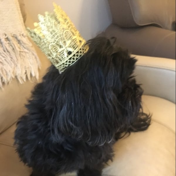 Pet Birthday Crown Gold Lace Crown for Dogs and Cats Lola Pet Crown ...
