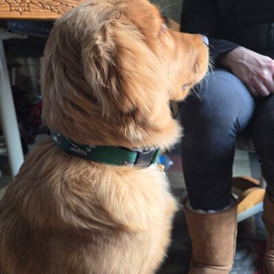 Handmade Duck Collar. Coco Collar. Green and Brown Jacquard Ribbon. for ...