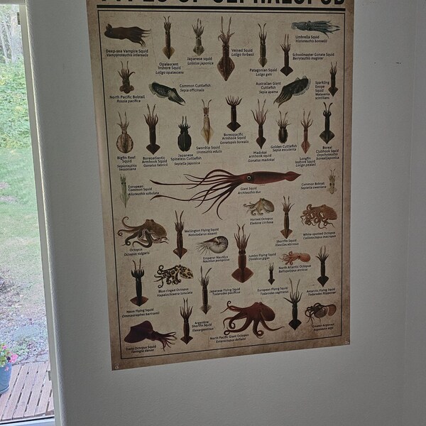 Types of Dragon Knowledge Art Print, Dragon Knowledge Decor, Vintage ...