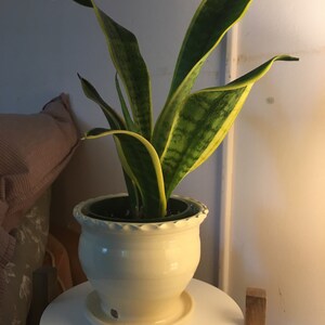 Large Custom Ceramic Decorative Planter House Plant Pottery - Etsy