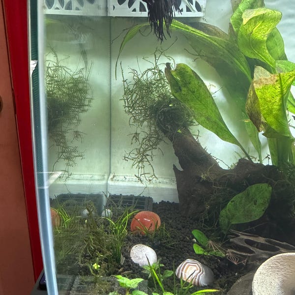 Finnex Stingray Original LED Light Riser, Attractive Stable Elevated ...