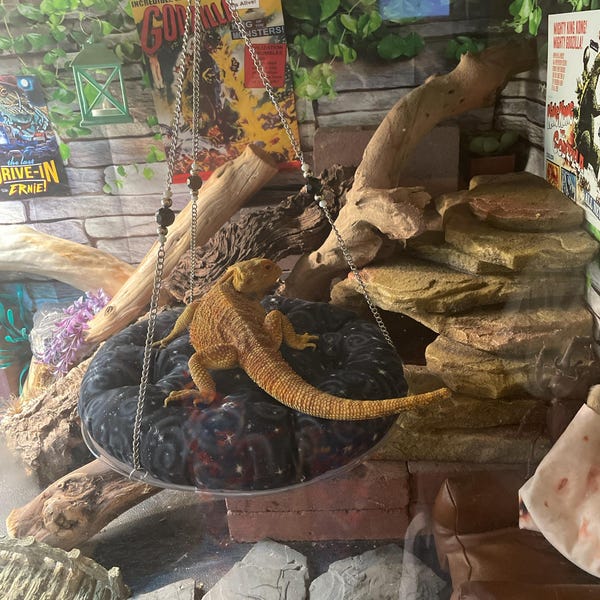Bearded Dragon Lizard Pillow Swing; Papasan Style, Multiple Sizes ...