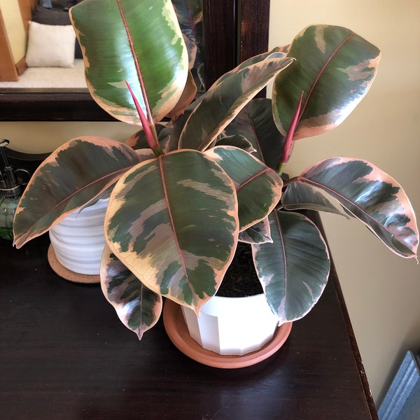 Ficus Decora RUBY Ficus Elastica Rubber Plant Live House Plant - Etsy