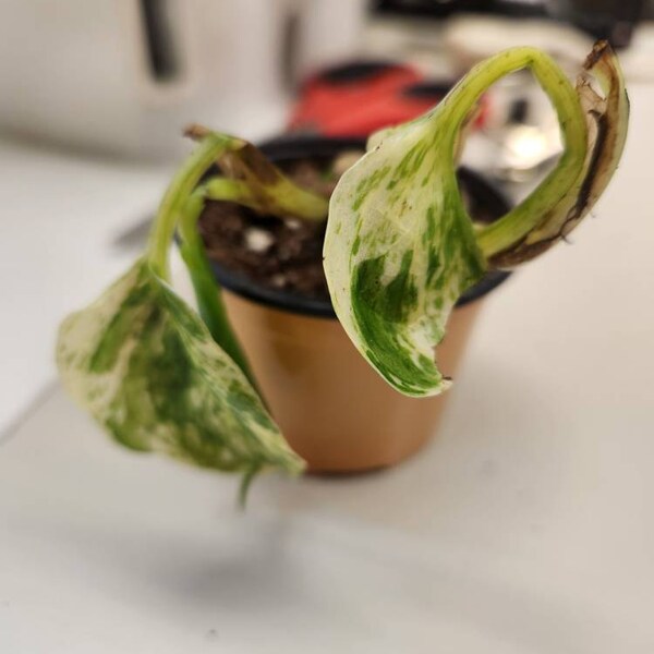 Snow Queen Pothos Single Starter Plant in a 1.5" Pot - Epipremnum ...