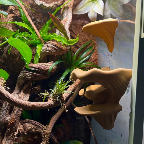 Crested Gecko and Frog Hanging Wavy Mushroom Ledge - Etsy UK