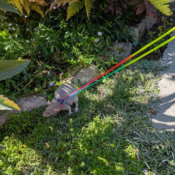 Bearded Dragon Candy Corn Costume Sweater, Halloween Lizard Sweater ...