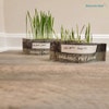 Organic Oat Pet Grass Grow Your Own Healthy, Organic Pet Grass. Kit ...