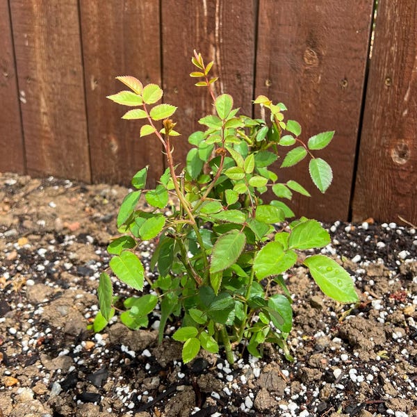 Victorian Secret | 维多利亚秘密 | Netherlands Florist Shrub Rose | Long ...