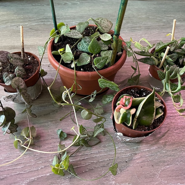 String of Spades, Ceropegia Linearis Woodii, 'heartless', String of ...