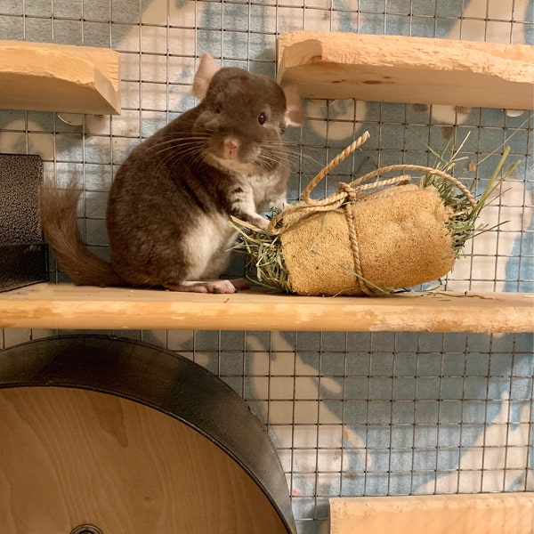 Ultimate Chew Toy Collection. Whimsy's Menagerie Original Design Chew ...