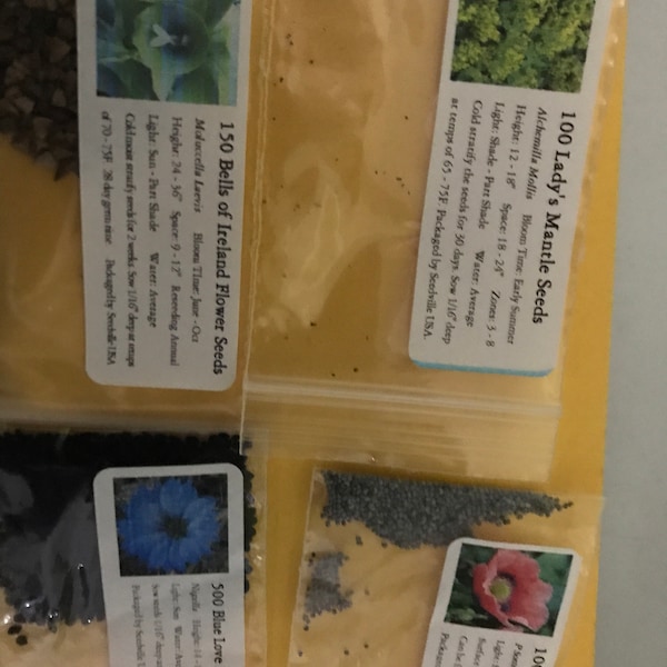 1000 POPPY " THE GIANT " Papaver Giganteum Pink & Purple Huge Pods ...