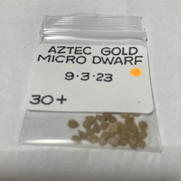 Aztec Gold Micro Dwarf Tomato 30+ Fresh Seeds for 2026 - Etsy