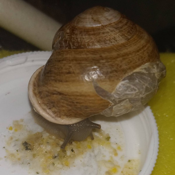 Sampler Pack #1 - Multiple Flavors of Snail Food - Protein Based Snail ...