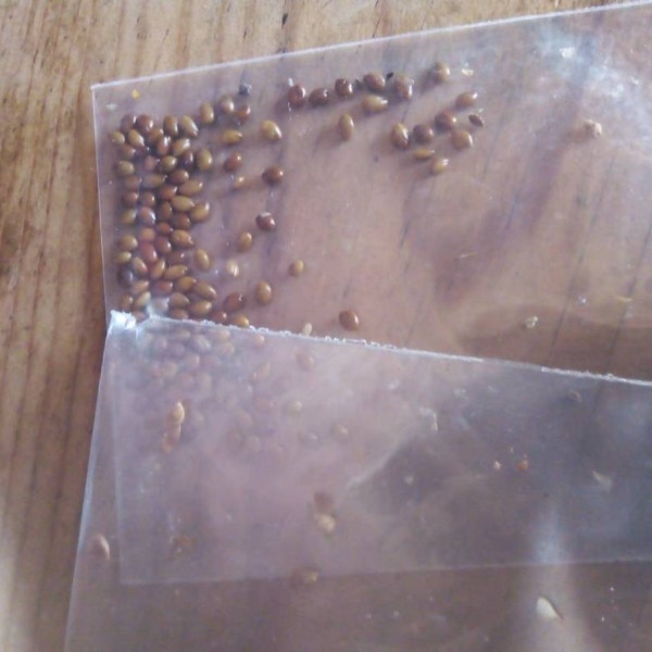 Box Elder Seeds (acer Negundo) - Tree Seeds - Hardiness Zone 2 - 100 ...