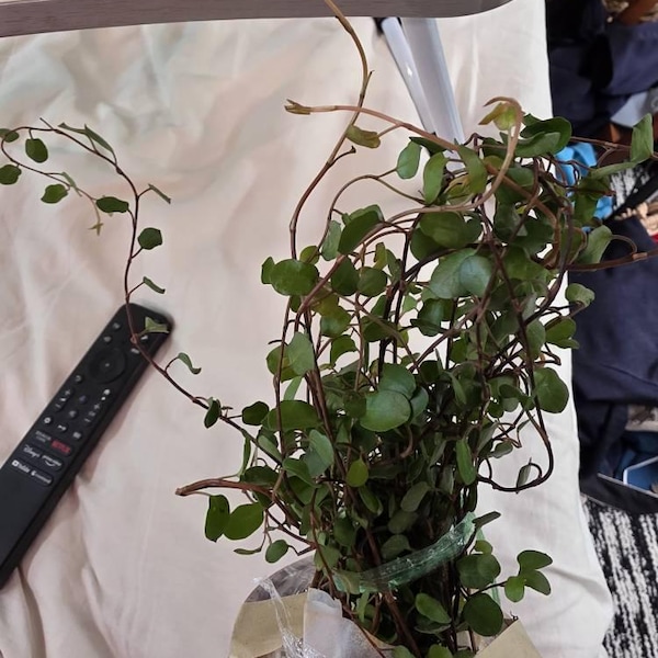 Live Texas Privet/ Ligustrum Japonicum Texanum Come With a One-gallon ...