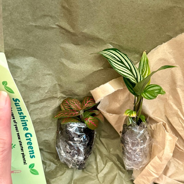 Philodendron Birkin Galaxy Starter Plant ALL STARTER PLANTS Require You ...