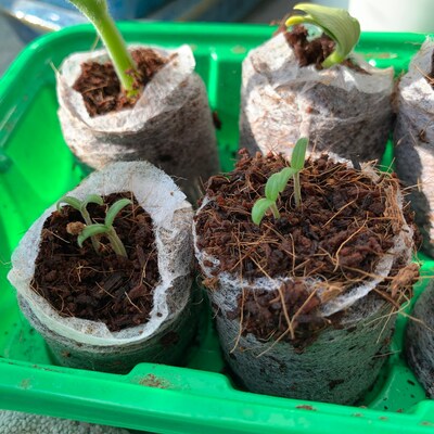 Tiny Tim Miniature Heirloom Tomato, 15 Seeds, Teeny Fruit, Patio Plant ...