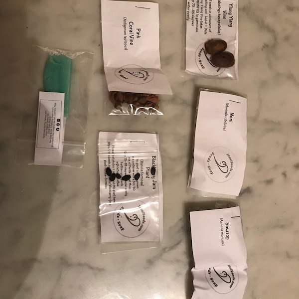 Noni Seeds/morinda Citrifolia/hawaiian Canoe Plant/hawaii Seeds ...