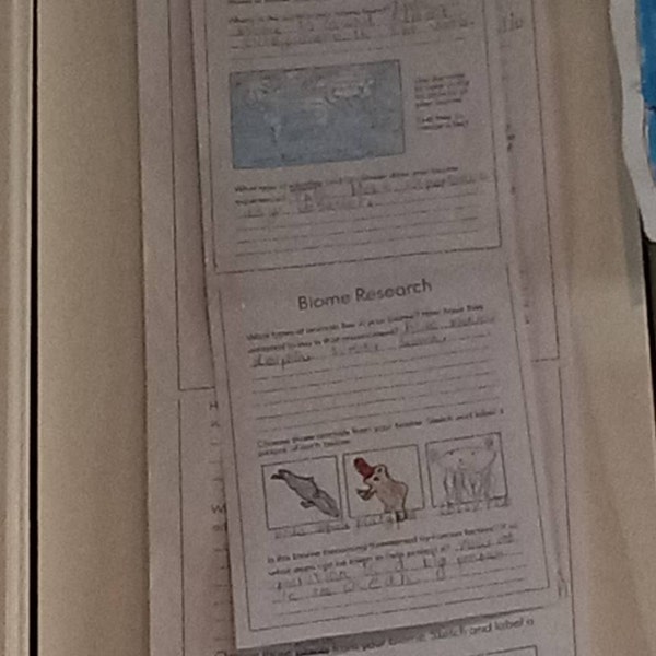 Parts of the Food Chain 3-part Cards and Posters - Etsy