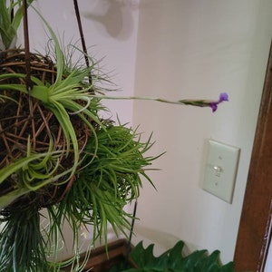 Neglecta Mini Air Plants Tillandsia, Air Plant, Indoor Plant, House ...