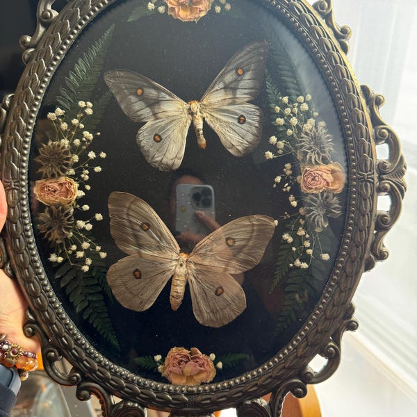 Real Moths in Antique Bubble Glass Frame With Dried Flowers White Witch ...