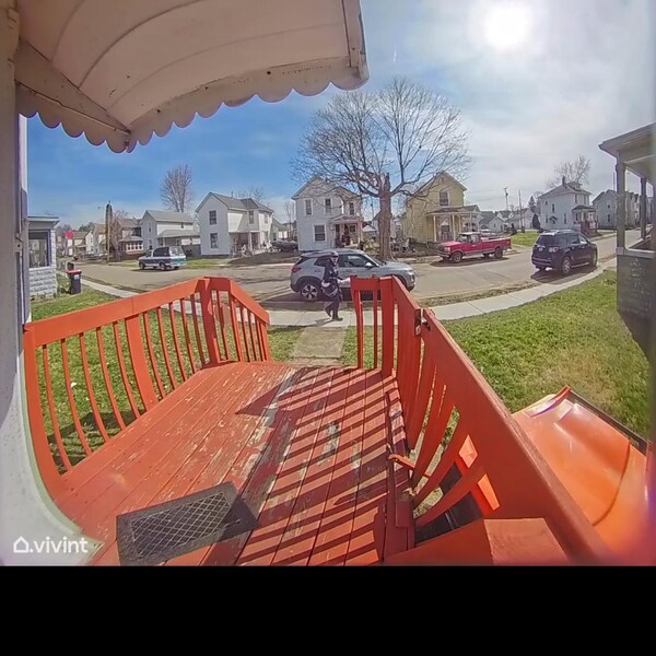 DANCING Rabbit~~aromi Deciduous Azalea Rhododendron~~well Rooted SMALL ...