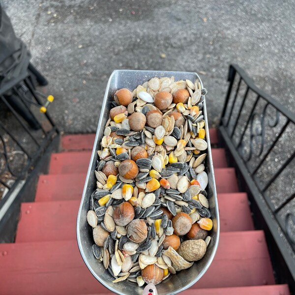 In-shell Hazelnuts Grown in Our Family's Orchard. 12 Pound Squirrel Box ...