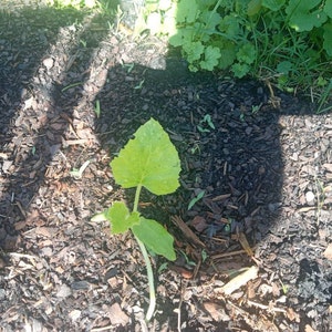 Cucamelon Seeds Heirloom, Open Pollinated, Non GMO Grow Indoors ...