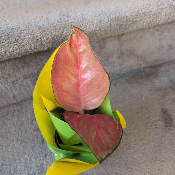 Hunter's Venom African Violet Live Plant, Young Starter in a 4" Pot ...