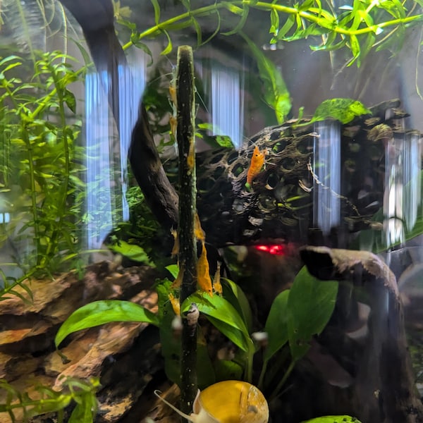 X2 Subwassertang Moss on Cholla Wood Shrimp Hideout & Betta Aquarium ...