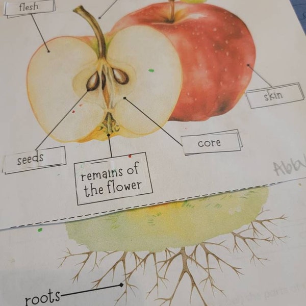 Strawberry Unit Study, Strawberry Anatomy, Strawberry Life Cycle,spring ...