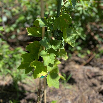 Champagne Pink Currant 1 Gallon Potted 2-3' Tall - Etsy