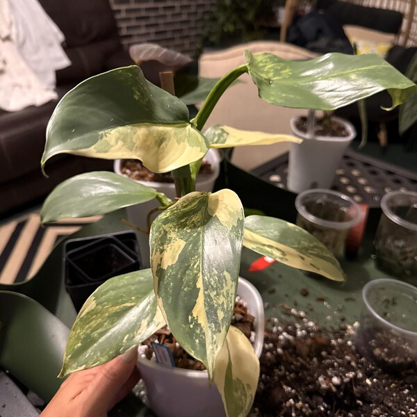 Scindapsus Salamount - Exact Plant; US Seller - Etsy