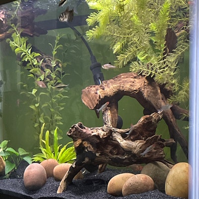 Natural Smooth River Rocks for Painting, Aquariums, Terrariums 5 to ...