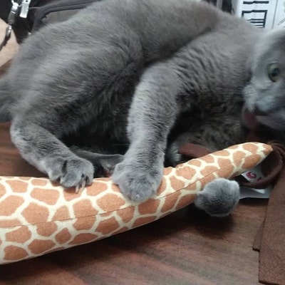 Three Candy-coated Popcorn Cat Toys Filled With Organic Catnip - Etsy