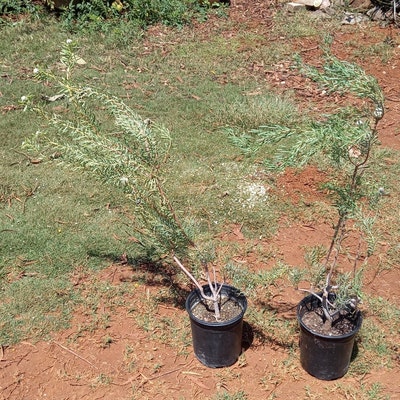 ONE Protea Empress New Variety 1gal Plant - Etsy