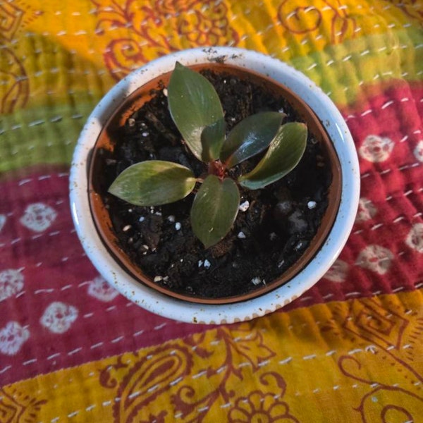 Philodendron White Princess 2 Starter Plant ALL STARTER PLANTS Require ...