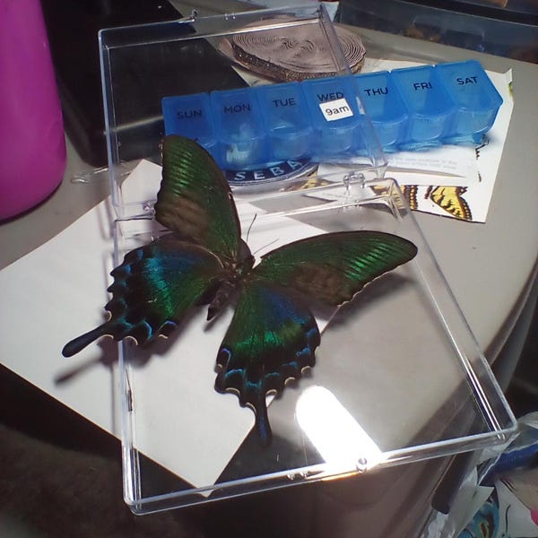 Nature Butterfly 3D Floating Frame With Support Base, Original ...