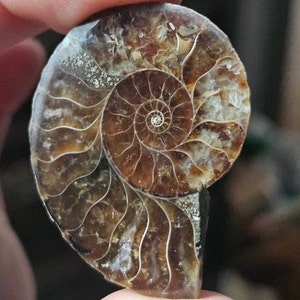 Madagascar Rainbow Ammonite, Half Shell Raw Natural Ammonite Fossil ...
