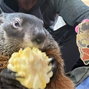Wildflower Woodchuck Enamel Pin Groundhog Enamel Pin, Marmot Pin ...